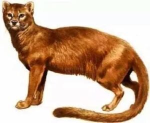 What Can We Learn About the Early Ancestors of Modern Cats? - CatPedia