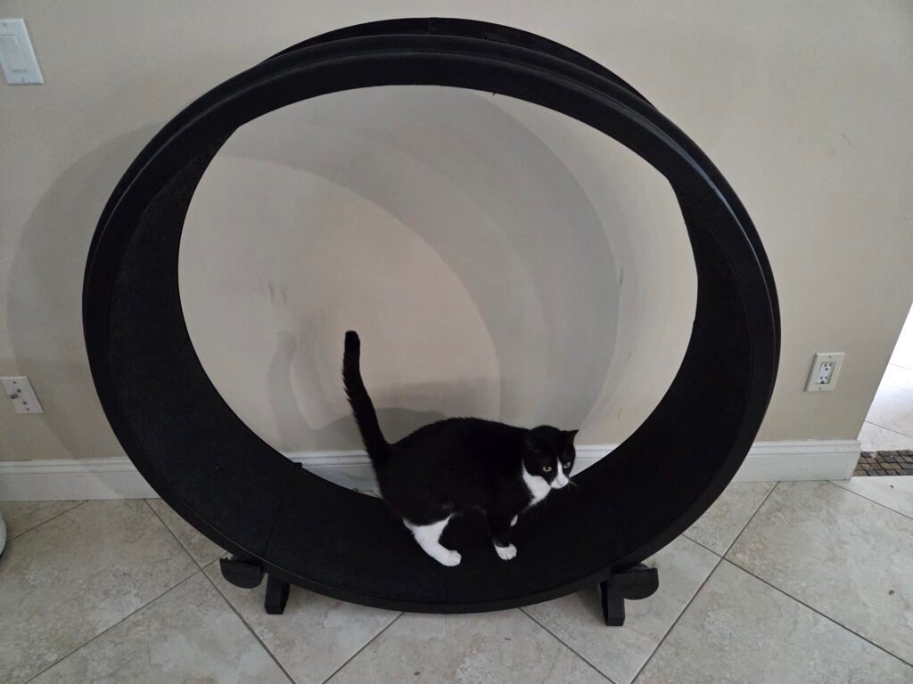 Best Cat Exercise Wheels for Indoor Cats: Top Picks for 2026
